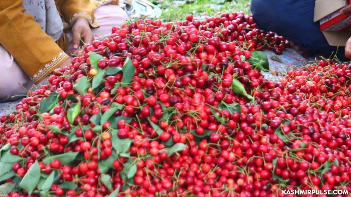 Despite bumper crop, low demand mars hopes of cherry growers in Kashmir